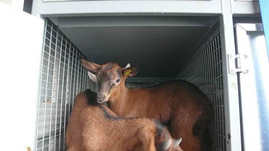 Transport des chevreaux : vers un respect de la loi ? | Lettre 214